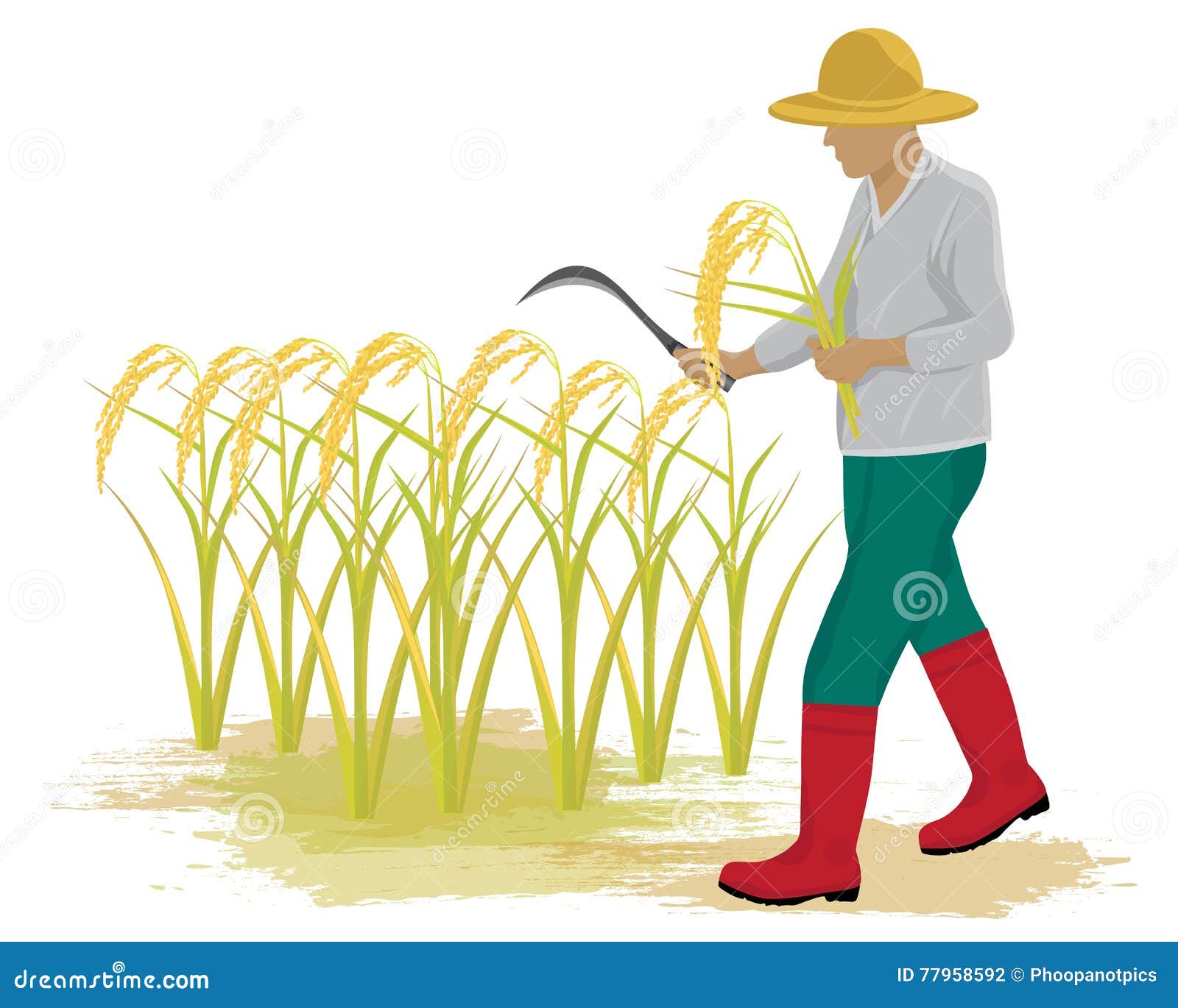 Farmer harvest rice stock illustration. Illustration of field - 77958592