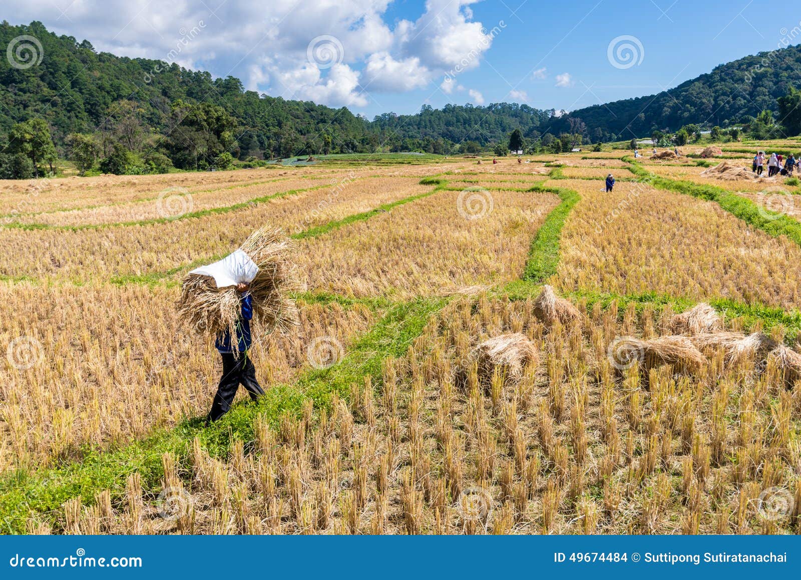 Farmer harvest rice editorial stock image. Image of handicraft - 49674484