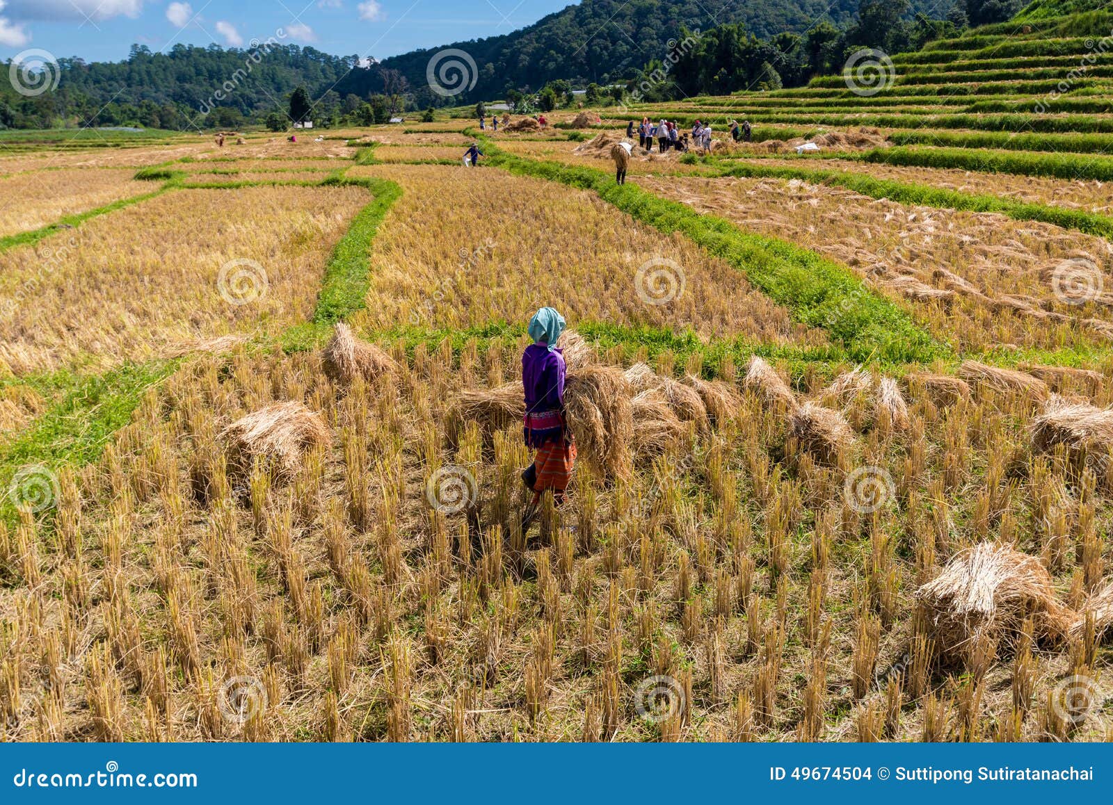 Farmer harvest rice editorial stock image. Image of cultivation - 49674504