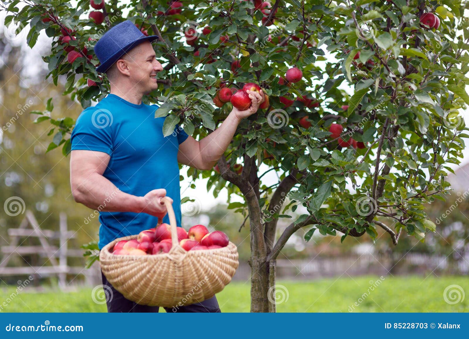 Farmer harvesting apples stock image. Image of gardener - 85228703