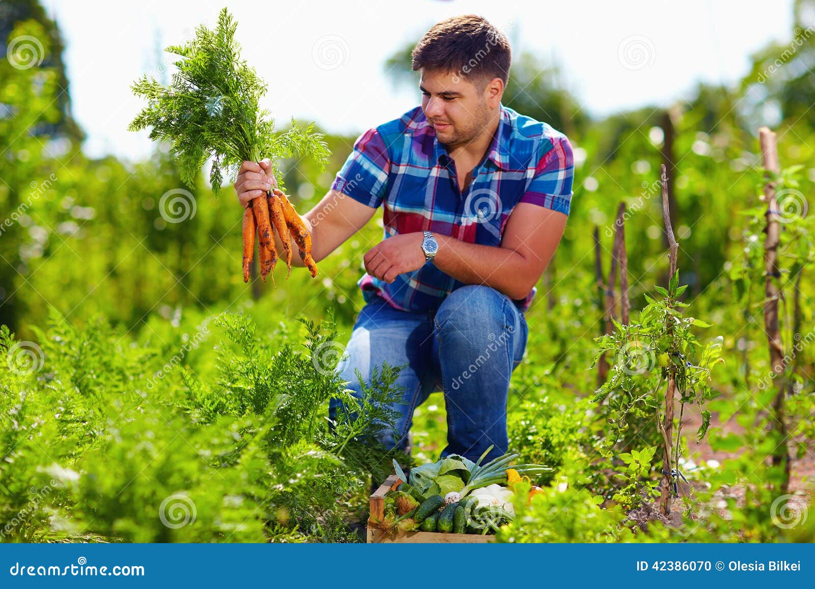 Farmer Harvesting Carrots in Vegetable Garden Stock Photo - Image of ...