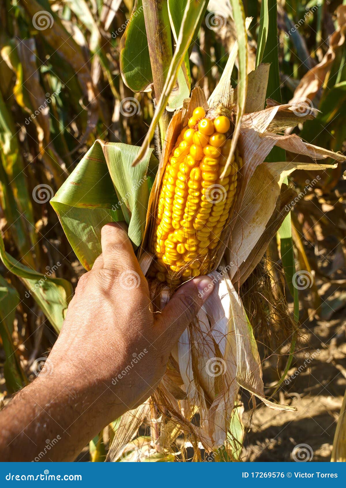 Farmer harvesting corn stock photo. Image of kernels - 17269576