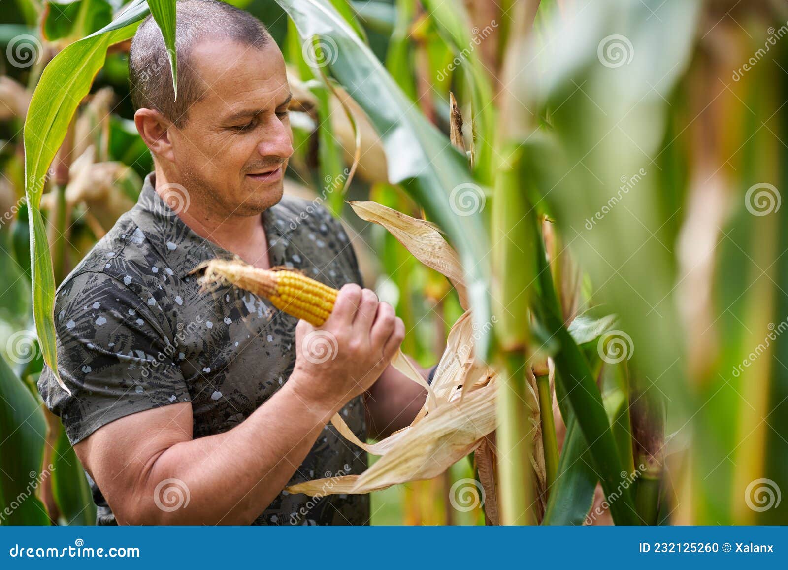 Farmer harvesting corn stock photo. Image of natural - 232125260