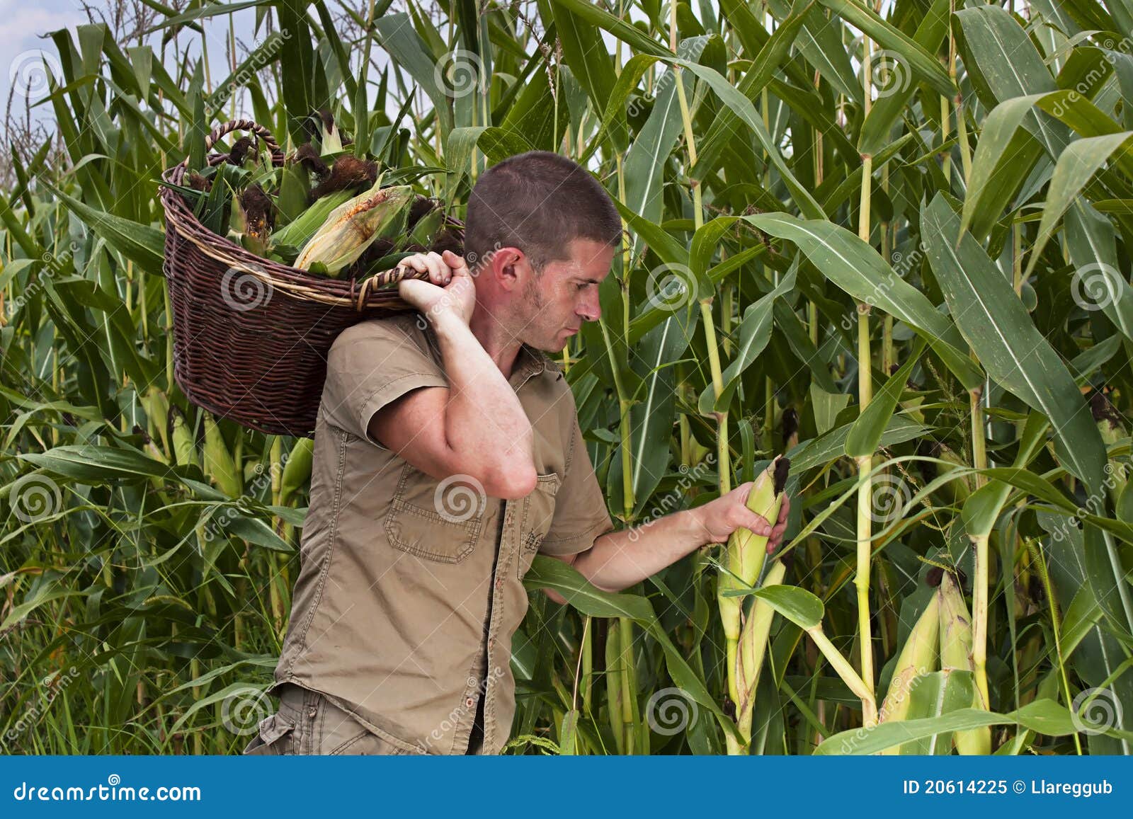 A Farmer Harvesting Carrot On The Field Growing Organic Vegetables