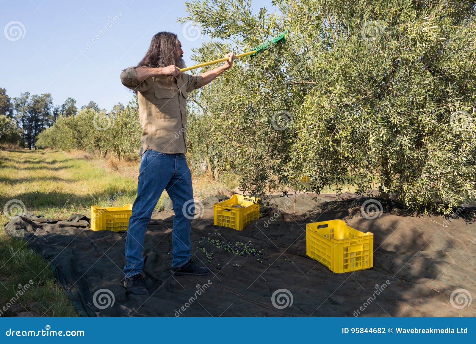 Farmer Harvesting Olive with Rack Stock Photo - Image of fruit, harvest ...
