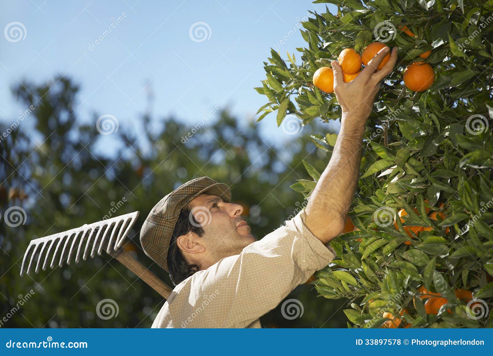 Farmer Harvesting Oranges in Farm Stock Photo - Image of holding ...