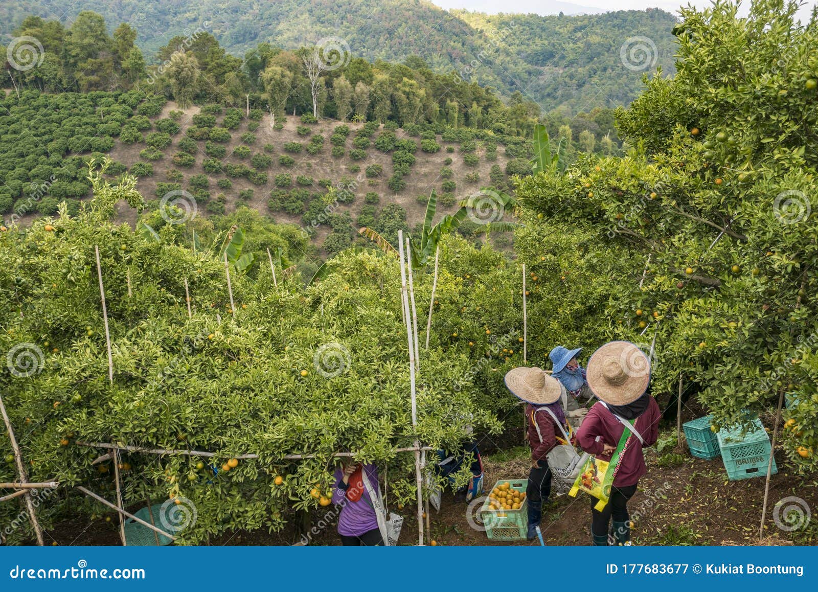 Farmer harvesting oranges editorial photography. Image of background ...