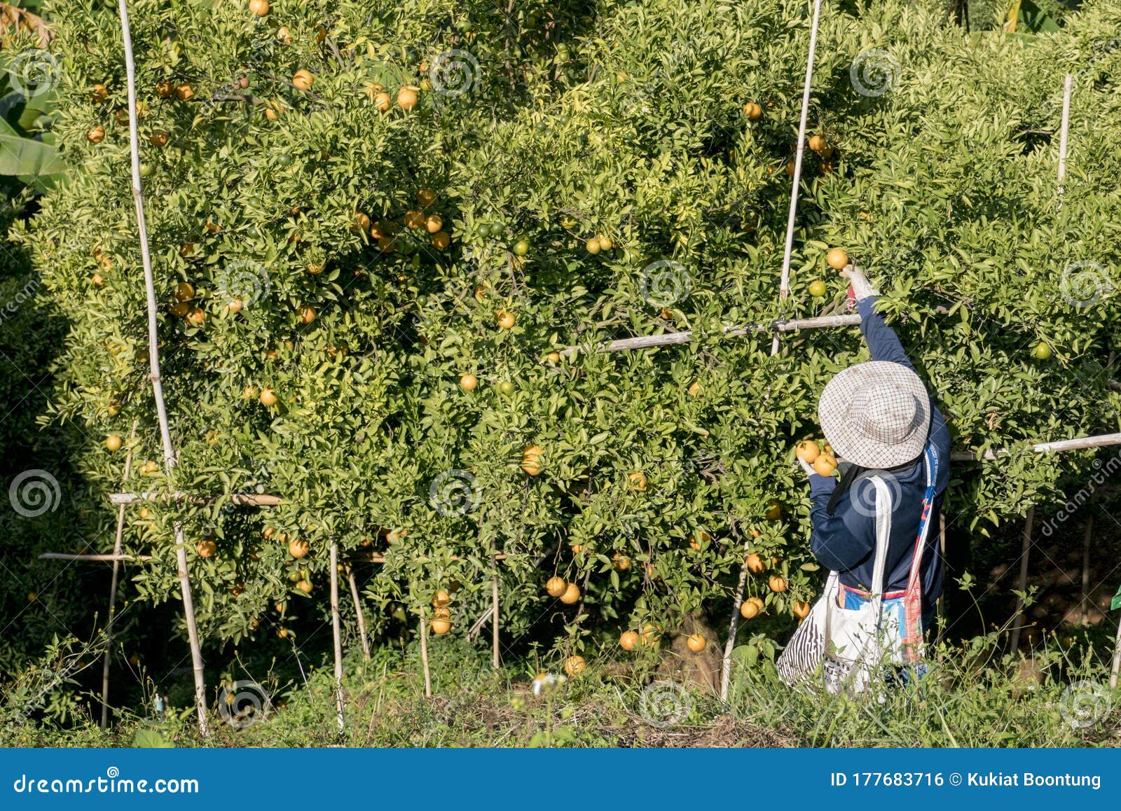 Farmer harvesting oranges stock photo. Image of food - 177683716