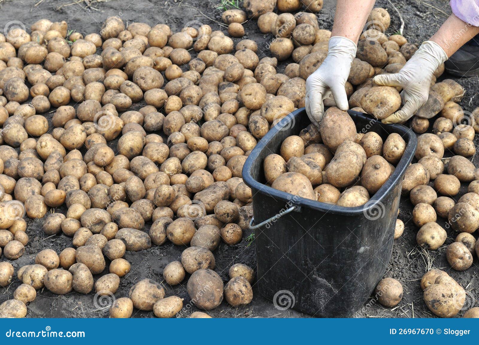 Farmer Harvesting Organic Potatoes Stock Photo - Image of farming ...