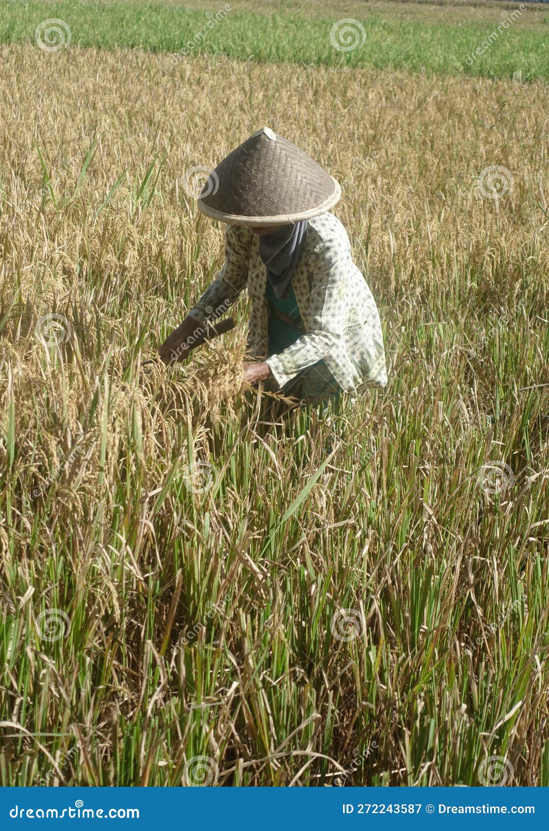 A Farmer Harvesting Paddy on the Rice Fields Editorial Photography ...