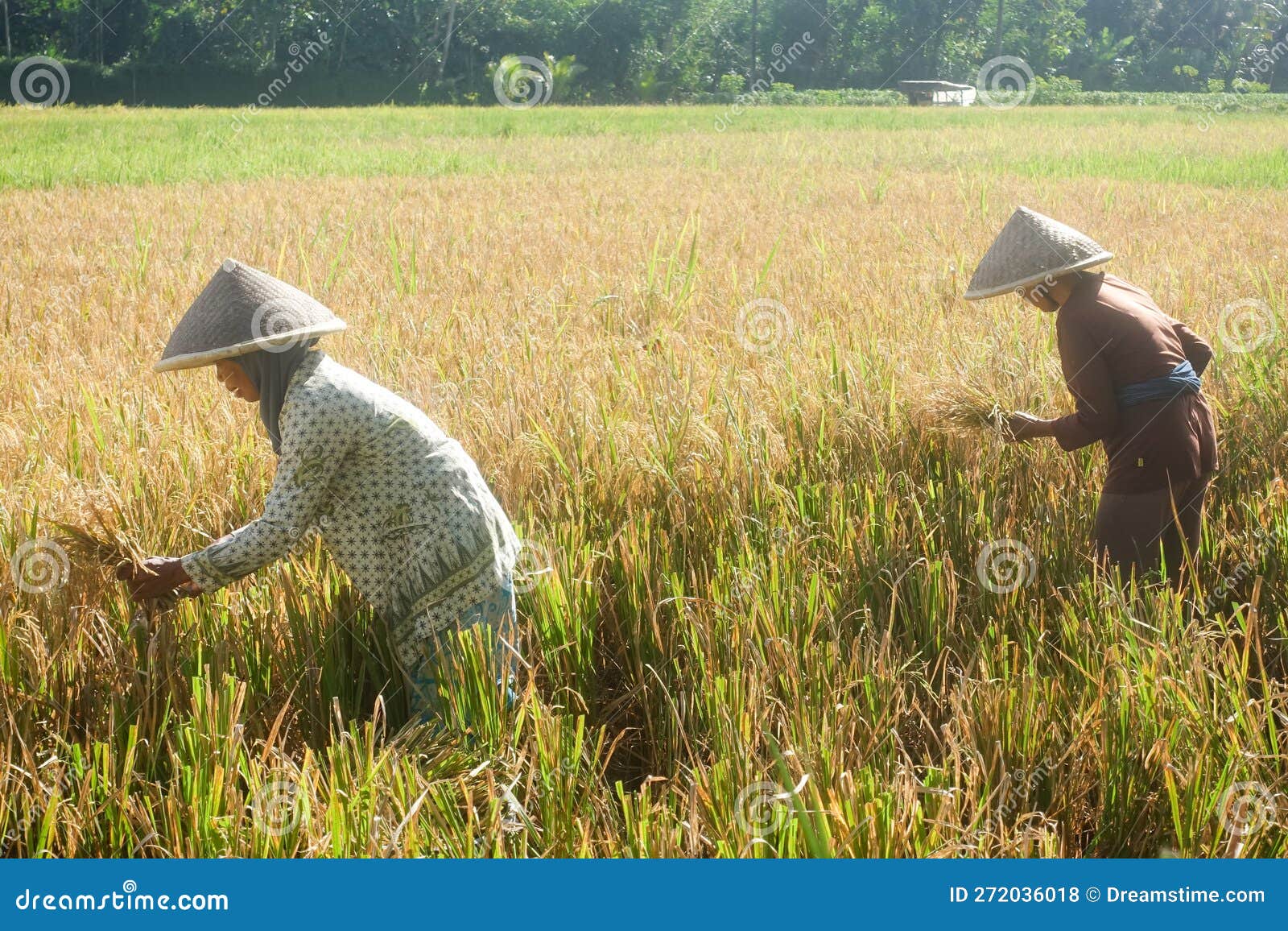 A Farmer Harvesting Paddy on the Rice Fields Editorial Stock Photo ...