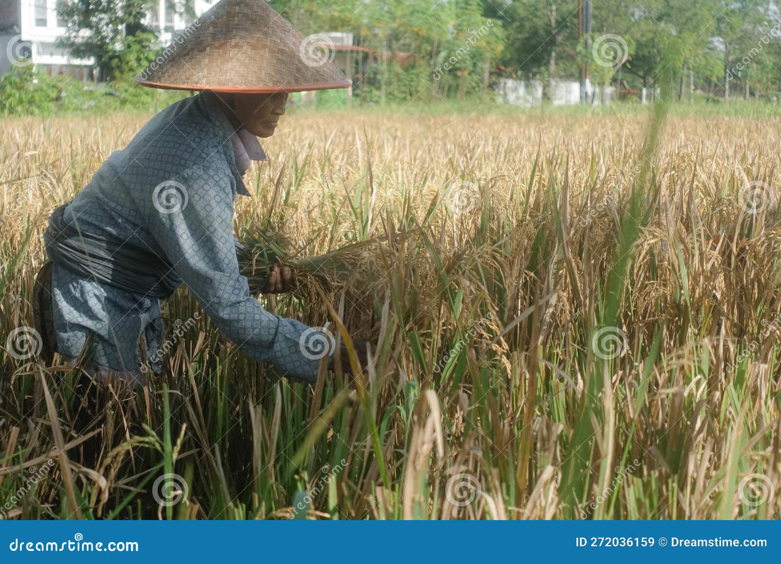 A Farmer Harvesting Paddy on the Rice Fields Editorial Stock Image ...