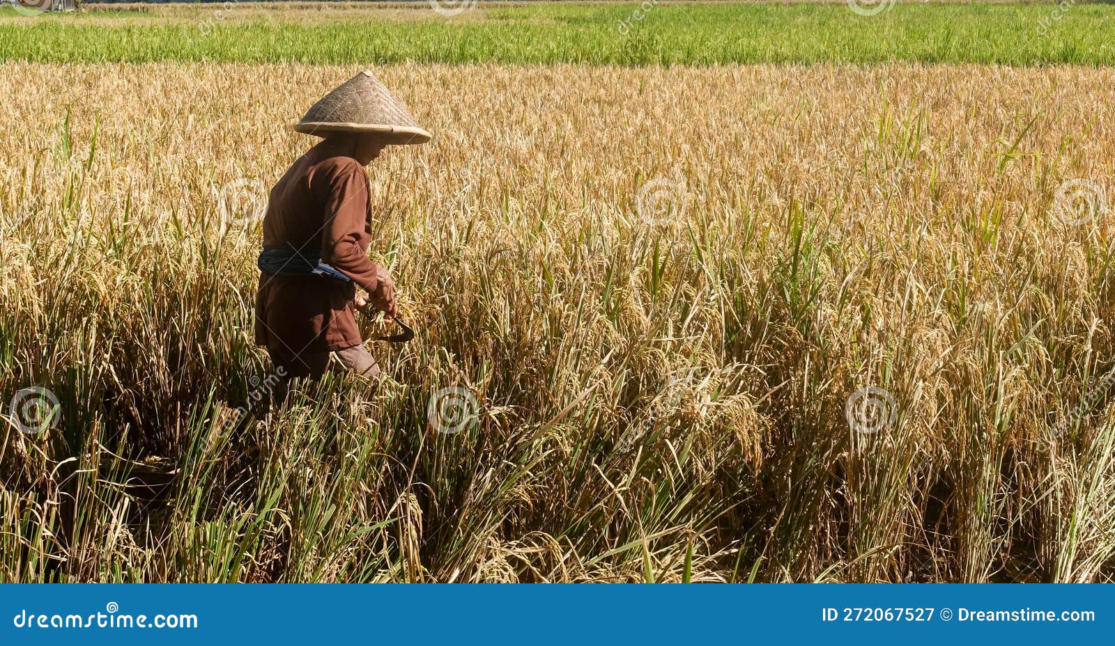 A Farmer Harvesting Paddy on the Rice Fields Editorial Photography ...