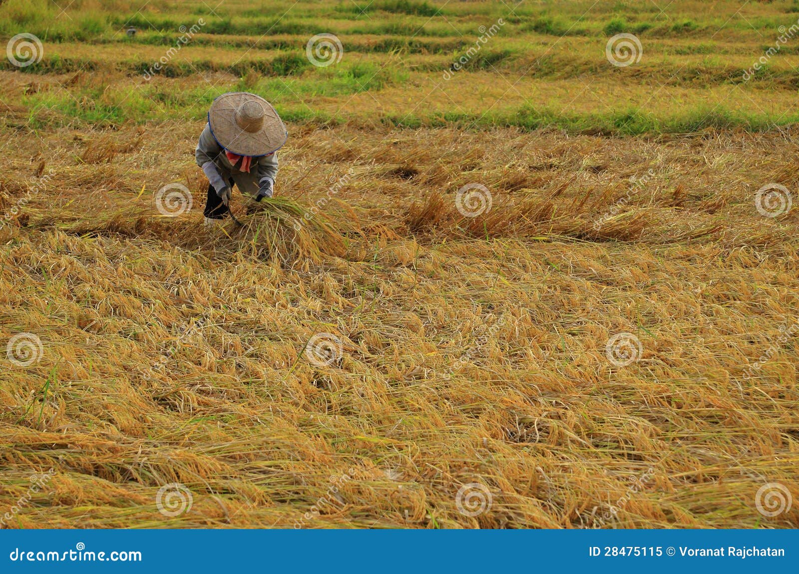Farmer harvesting rice stock image. Image of country - 28475115