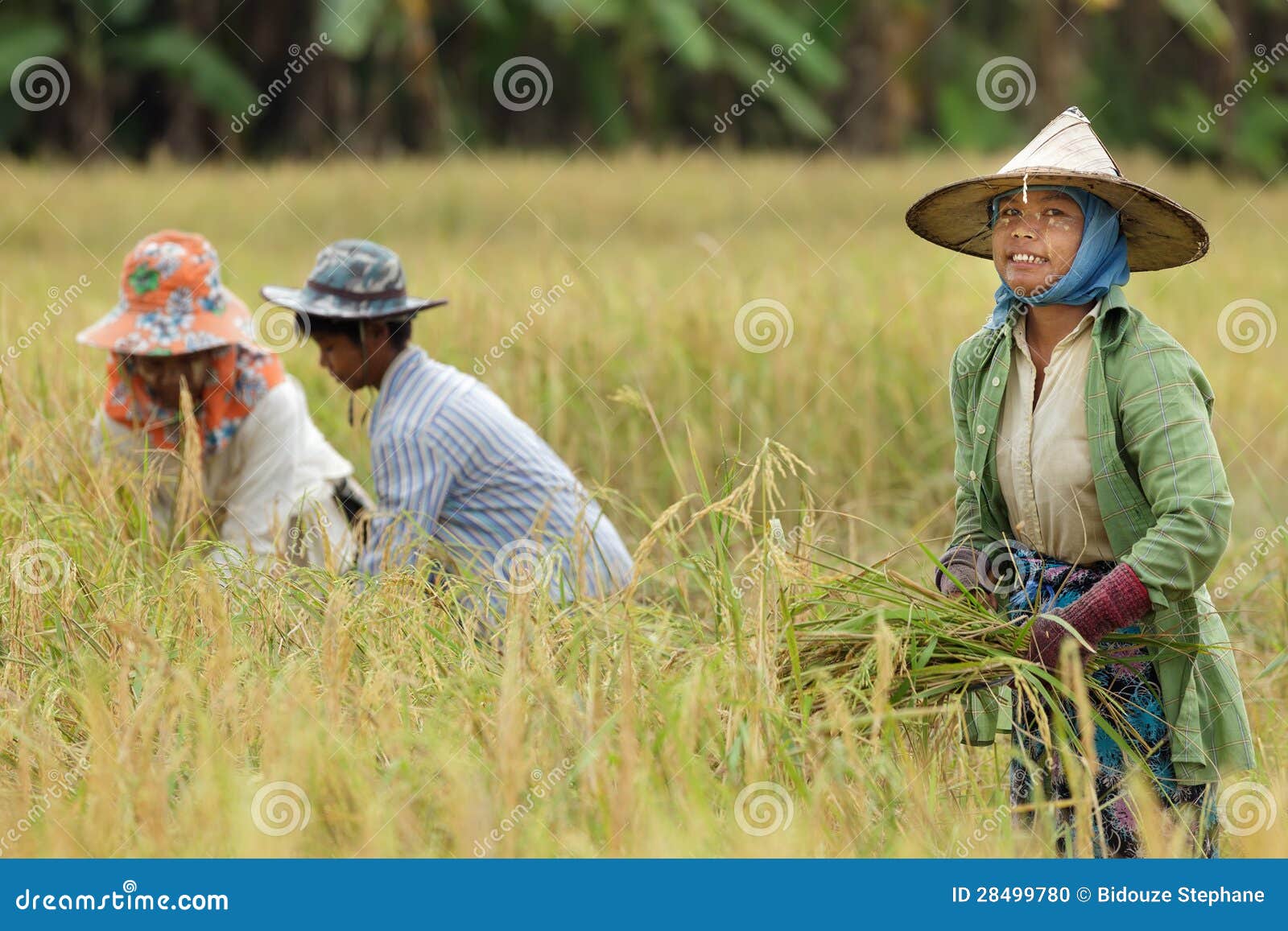 Farmer harvesting rice stock photo. Image of harvest - 28499780