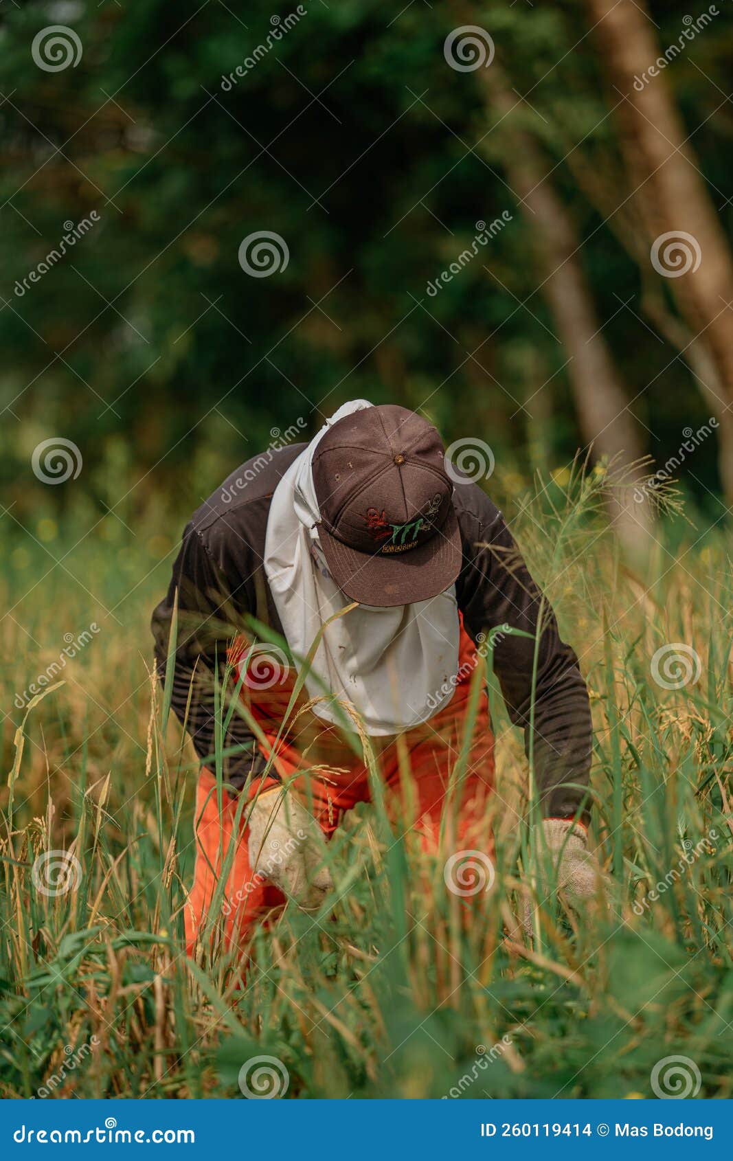 A Farmer is Harvesting Rice Editorial Stock Image - Image of grassland ...