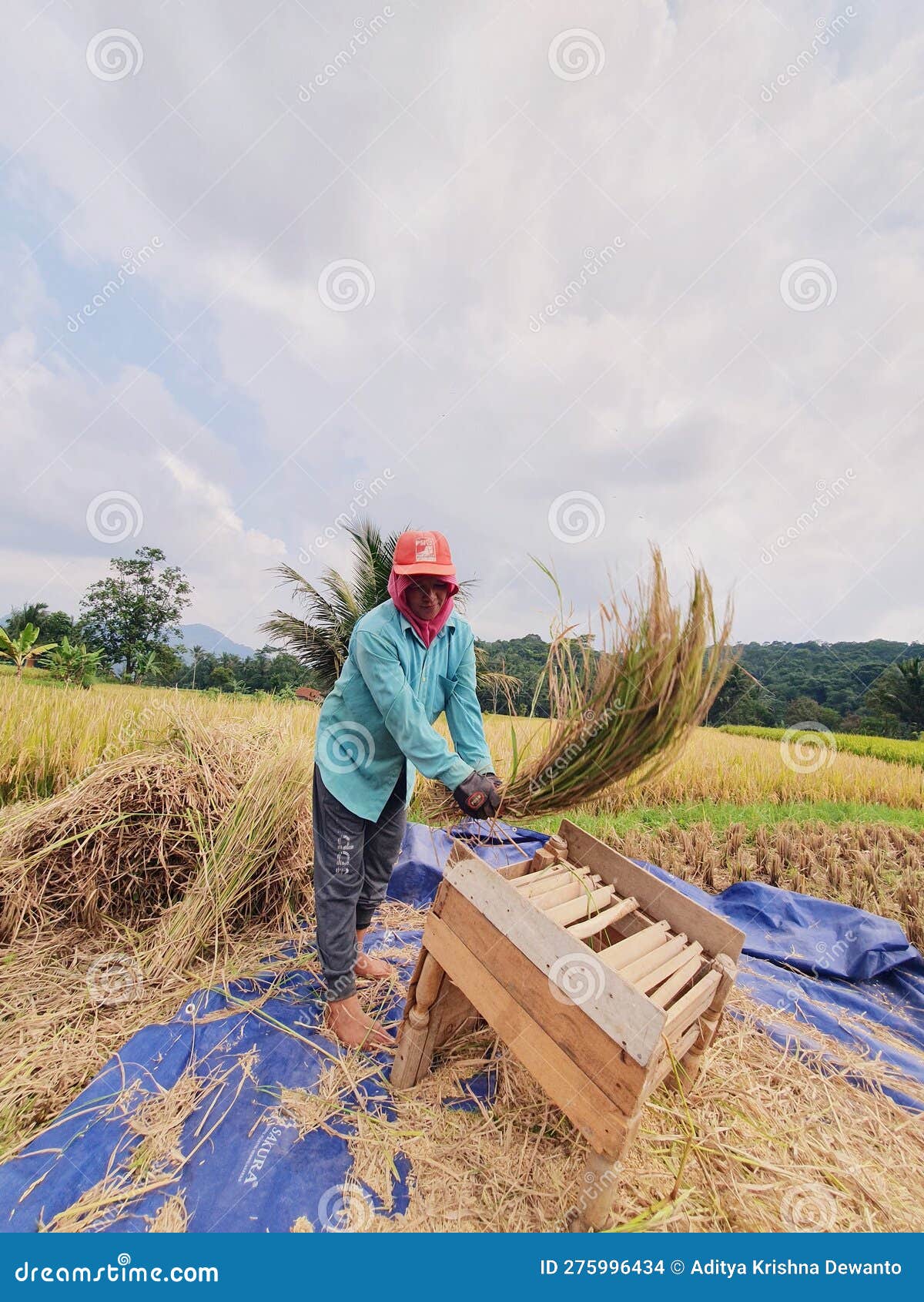 A Farmer Harvesting Rice By Hand, In A Rice Field In Northeastern ...