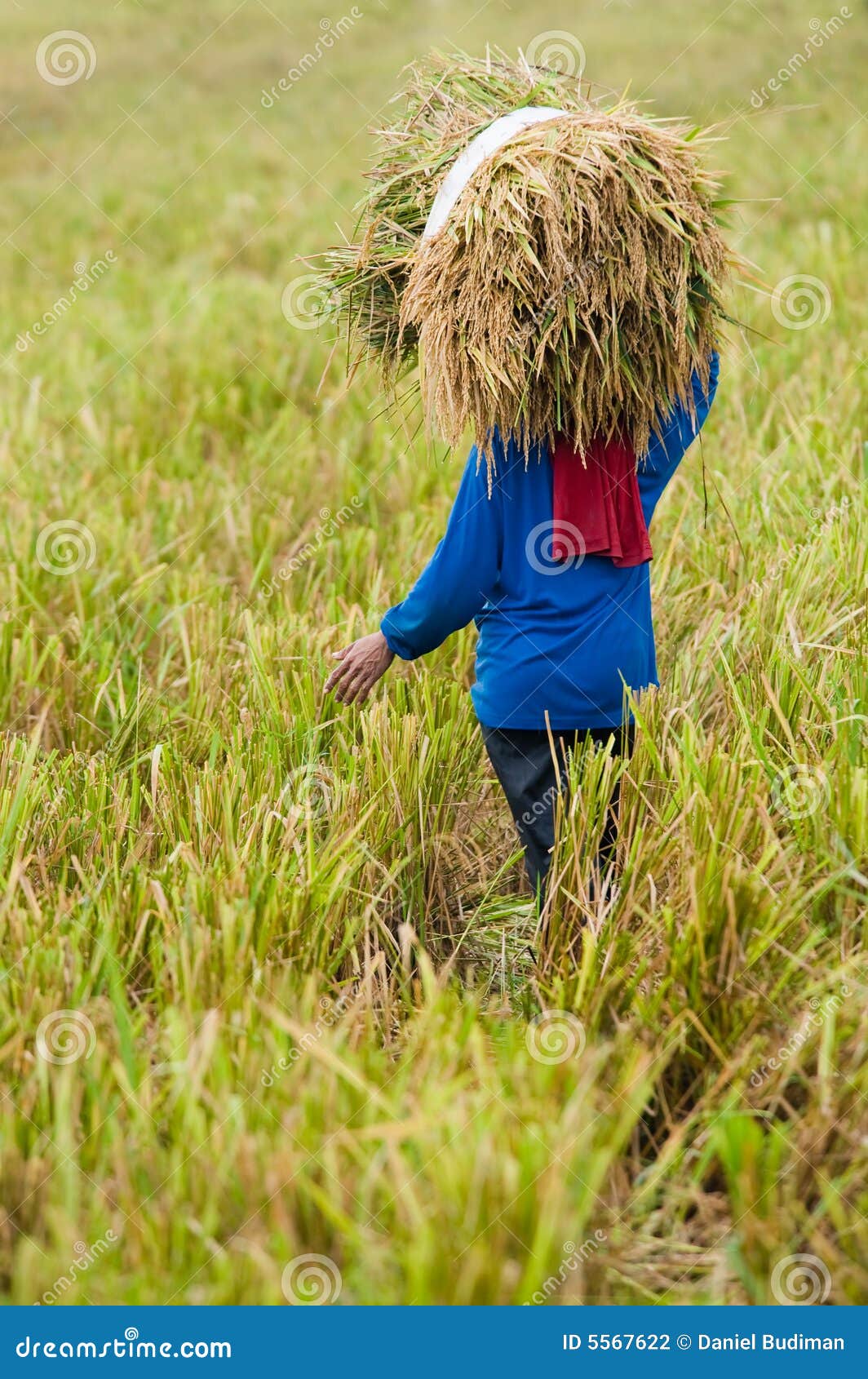 Farmer Harvesting Rice Paddy Stock Photo - Image of human, carry: 5567622