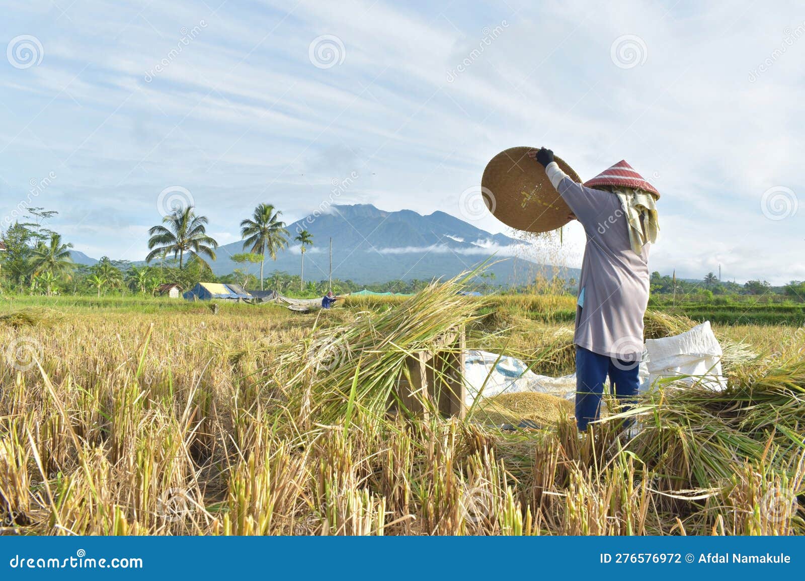 A Farmer is Harvesting Rice in a Paddy Field with Traditional Tools ...