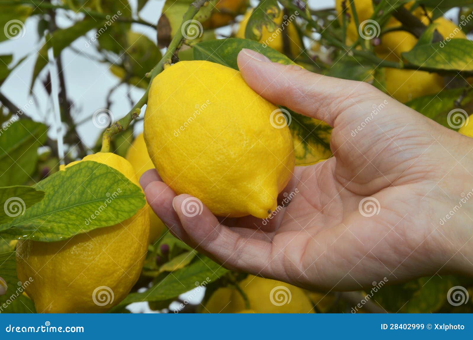 Farmer Harvesting Ripe Lemons Stock Image - Image of spain, demand ...