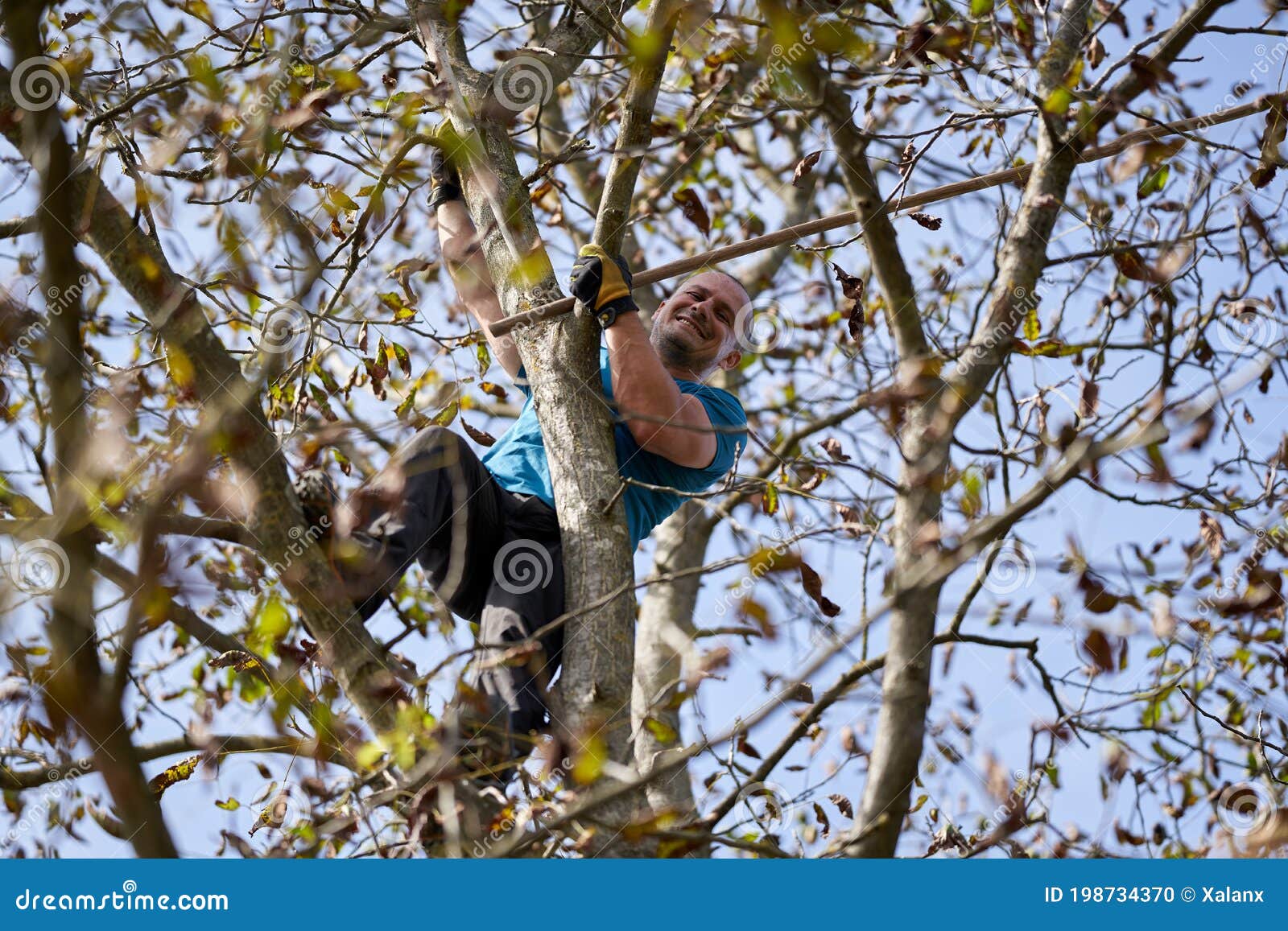 Farmer harvesting walnuts stock photo. Image of garden - 198734370