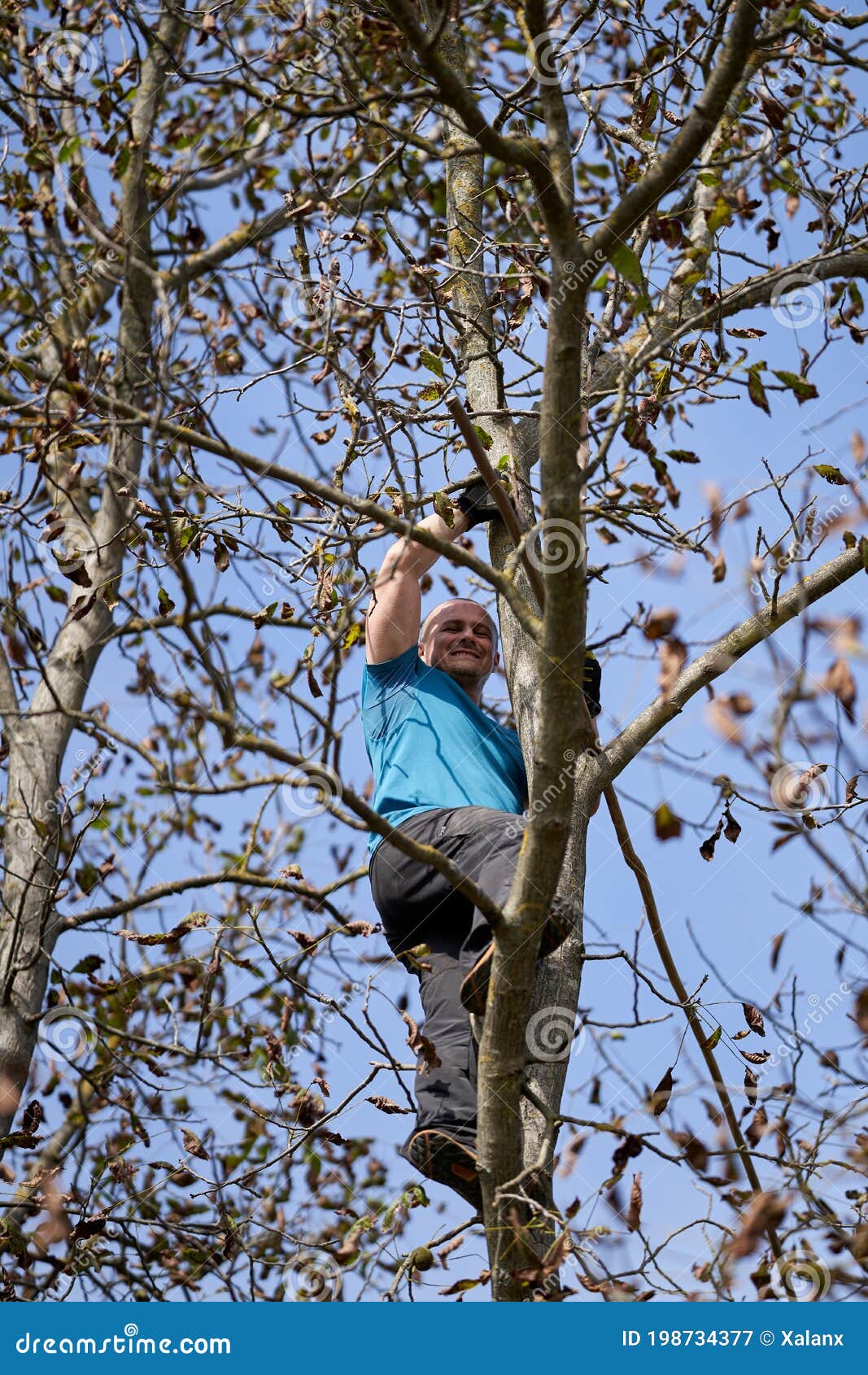 Farmer harvesting walnuts stock image. Image of ripe - 198734377