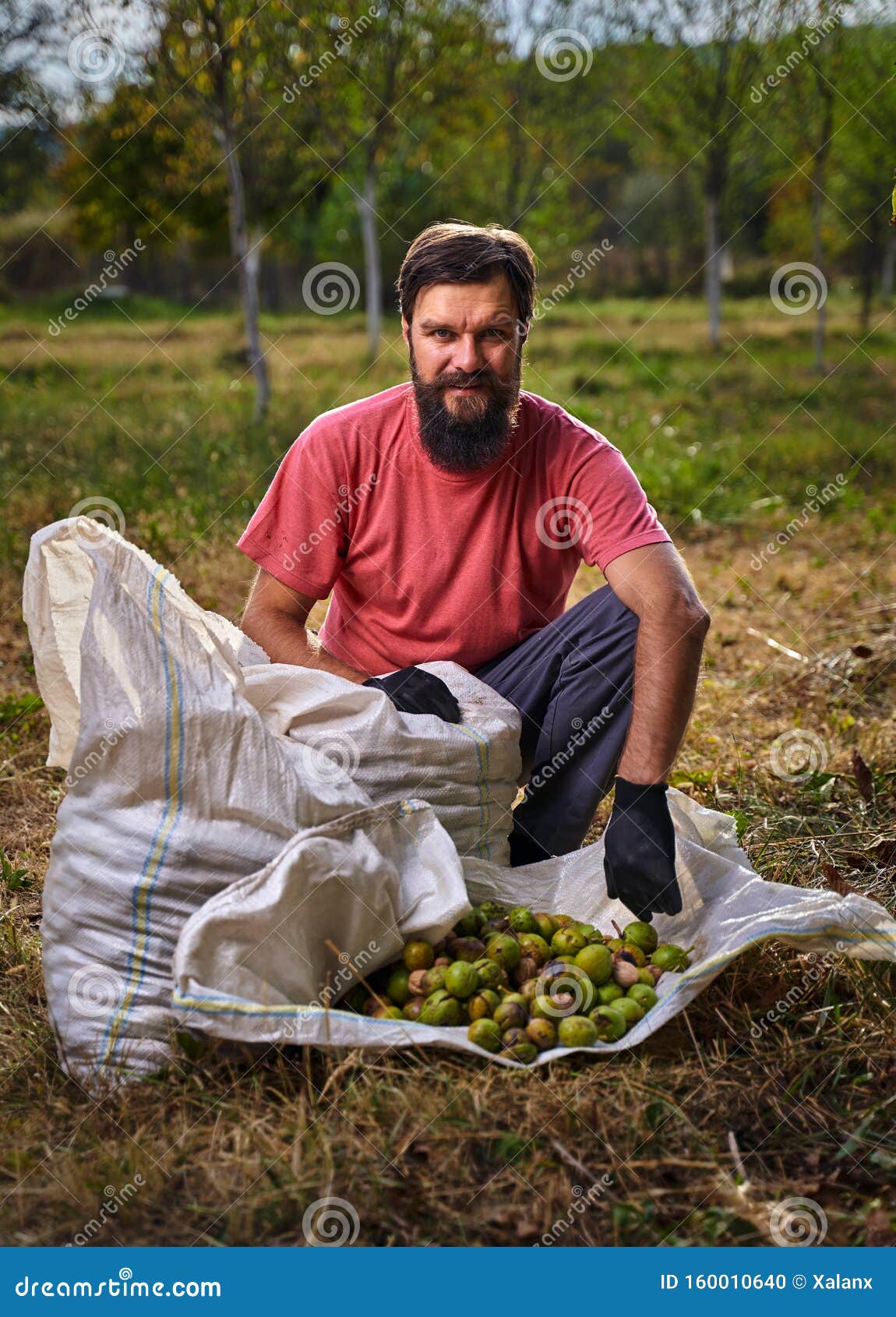 Farmer harvesting walnuts stock photo. Image of fruit - 160010640