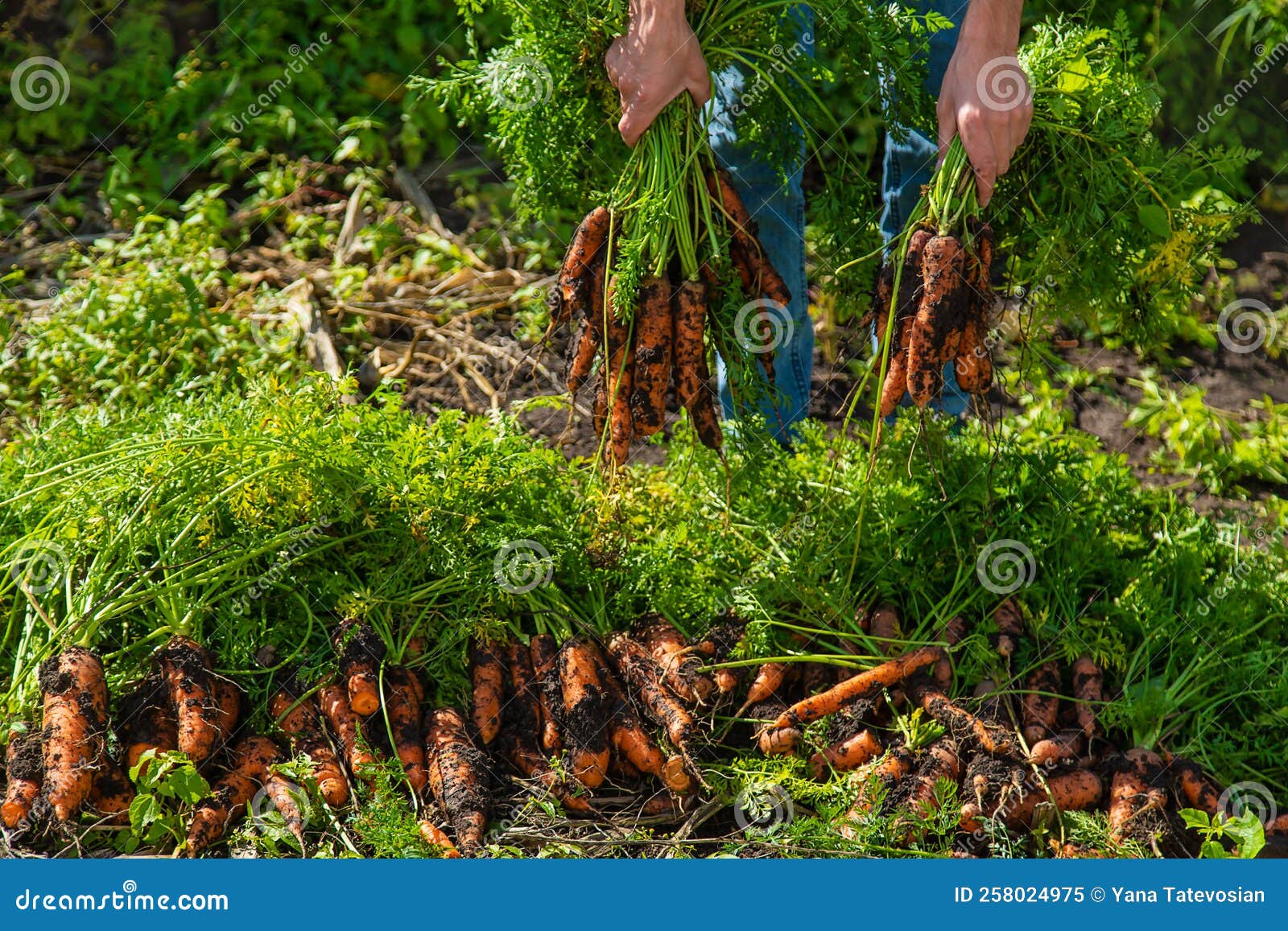 The Farmer Harvests Carrots. Selective Focus Stock Image - Image of ...