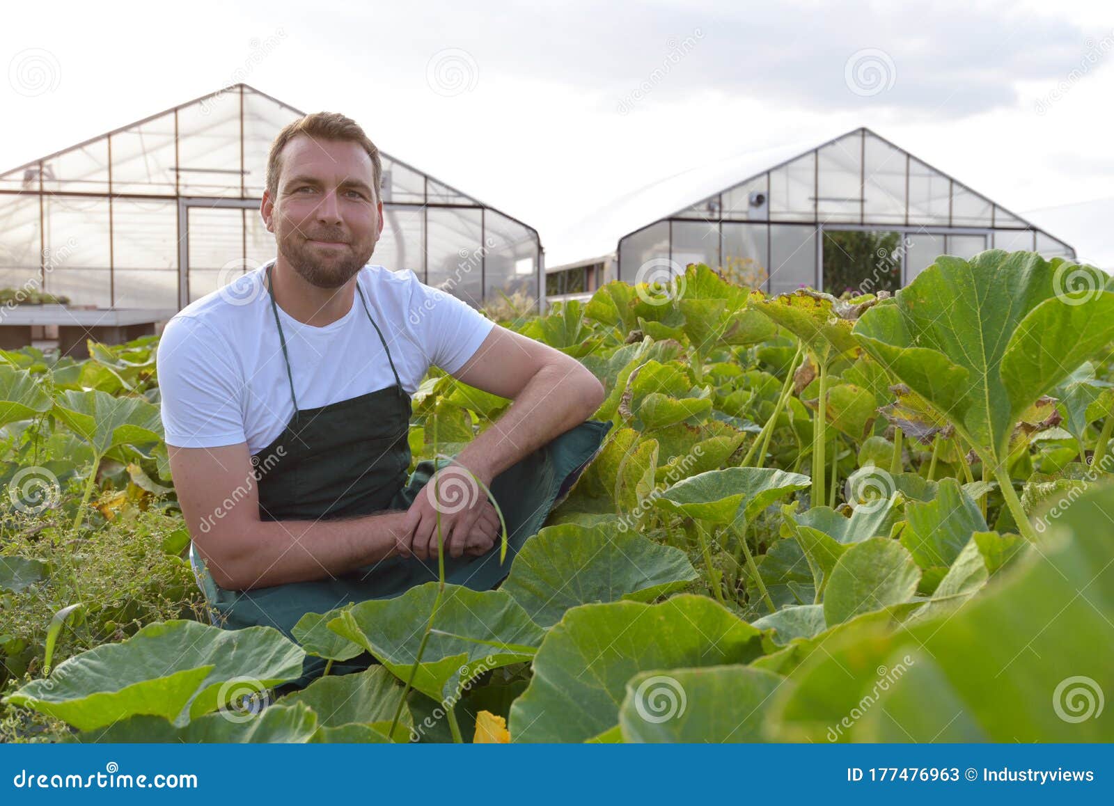 Farmer Harvests Zucchini on a Vegetable Field of the Farm Stock Image ...