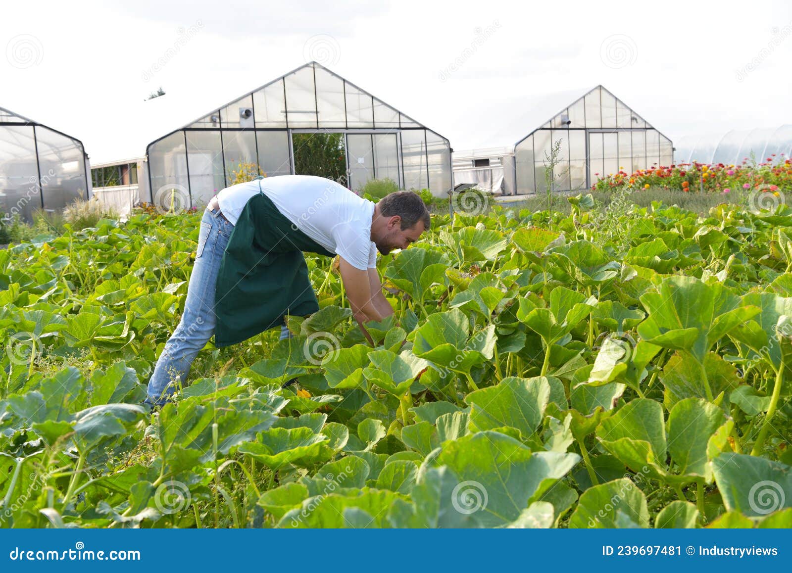Farmer Harvests Zucchini on a Vegetable Field of the Farm Stock Image ...