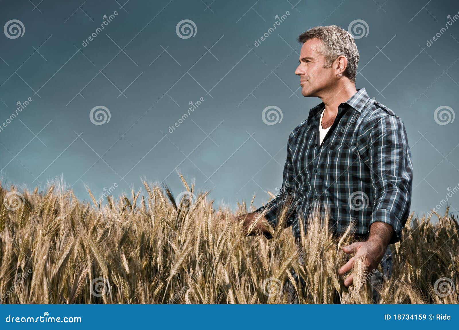 Farmer Has Care of His Wheat Field Stock Image - Image of food, crop ...