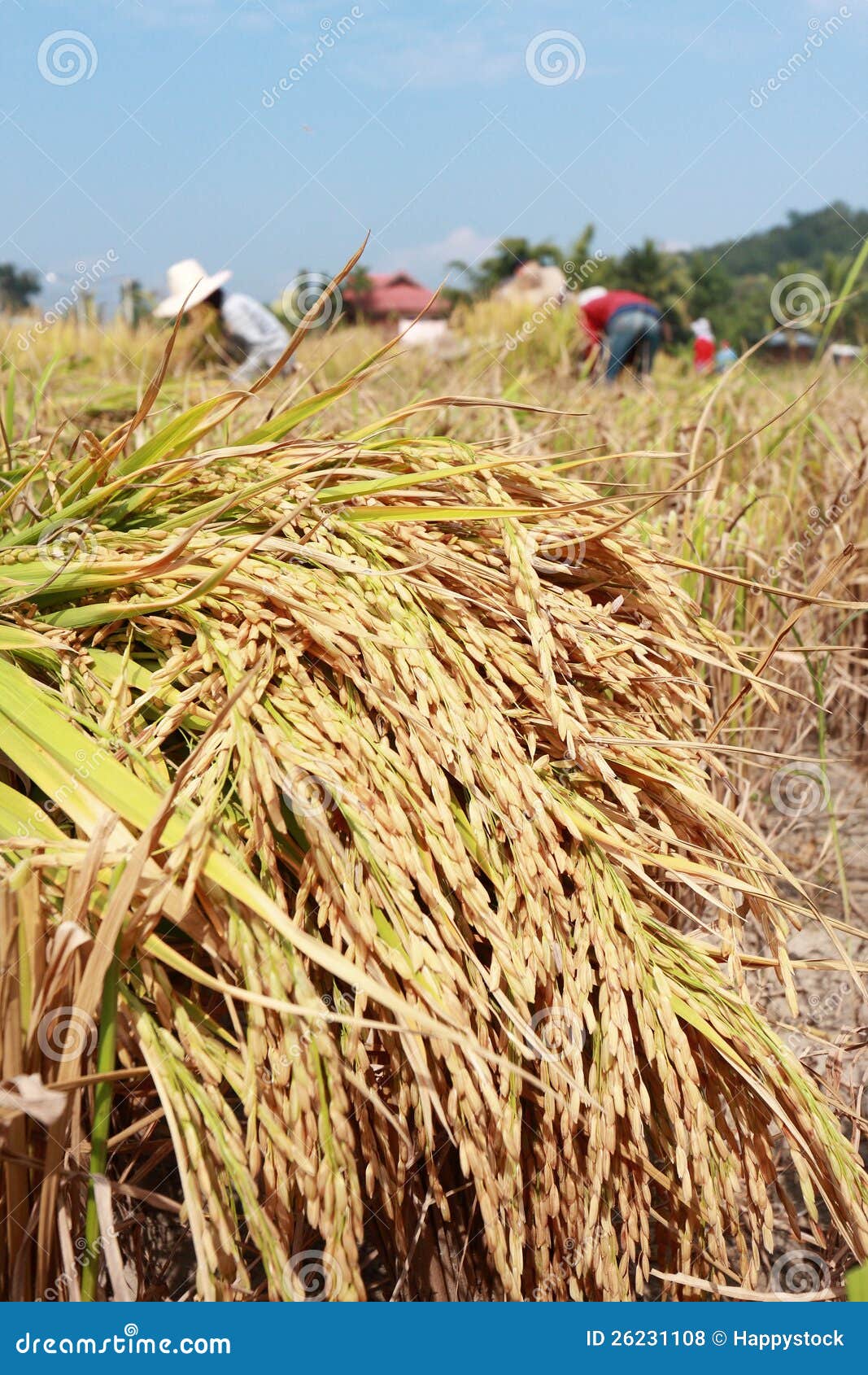 Farmer havesting rice stock photo. Image of cultivate - 26231108