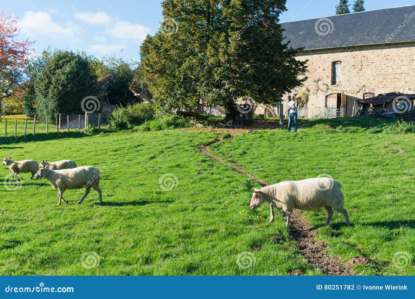 Farmer with Hay for the Sheep Stock Photo - Image of meadows, grass ...