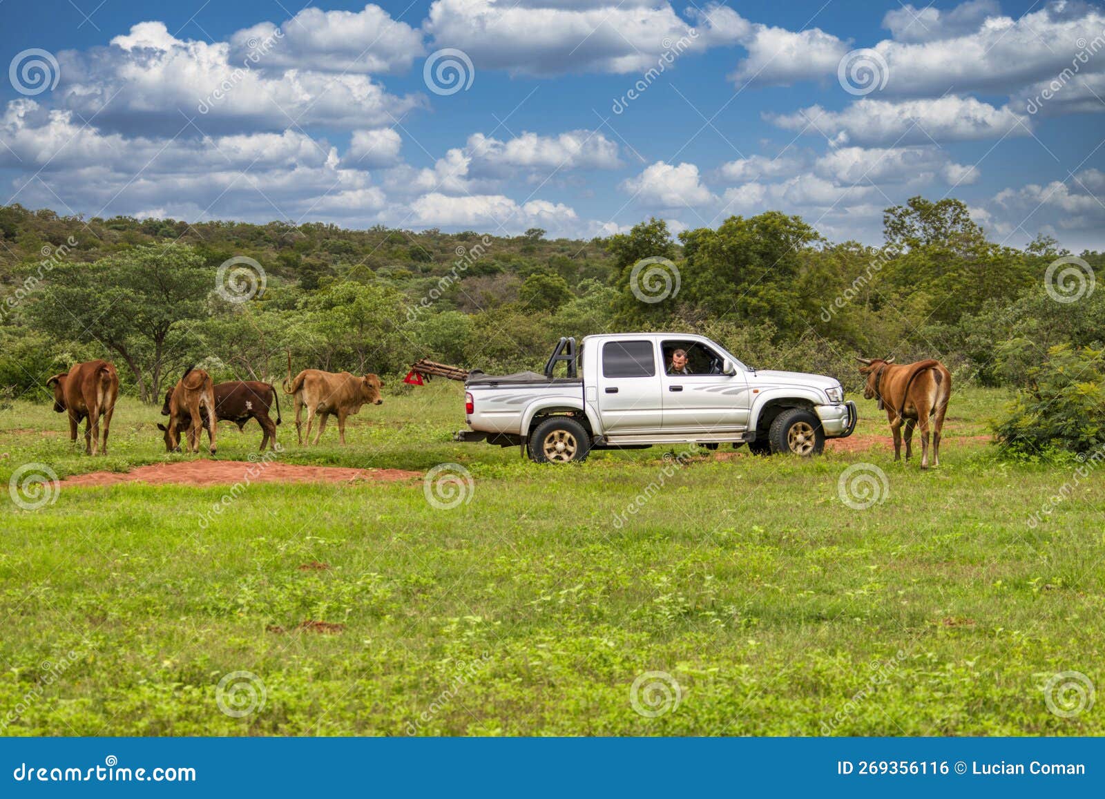 Farmer with a 4x4 Herding the Cattle Stock Photo - Image of animal ...