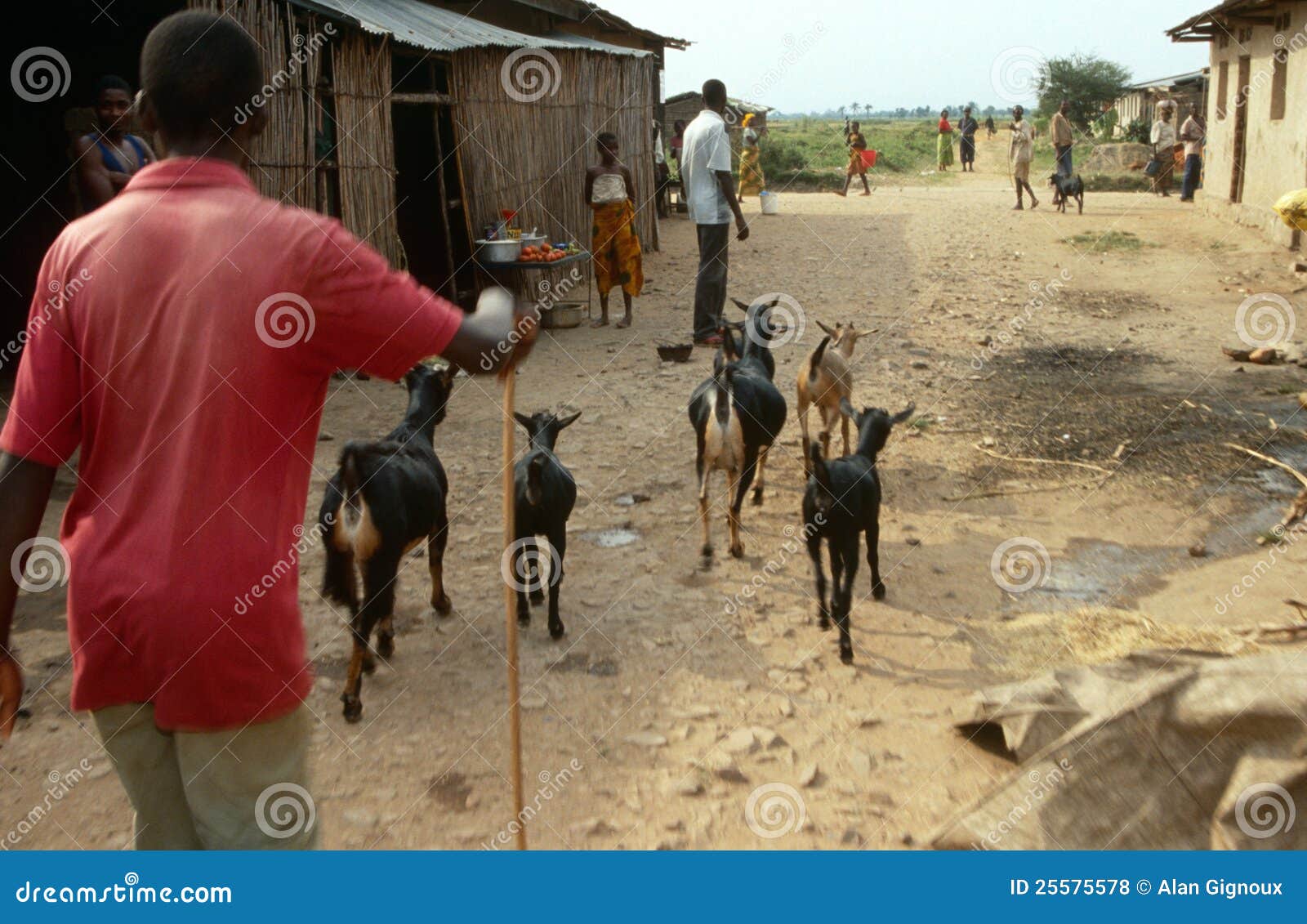 A Farmer Herding Goats in Rwanda. Editorial Stock Photo - Image of ...