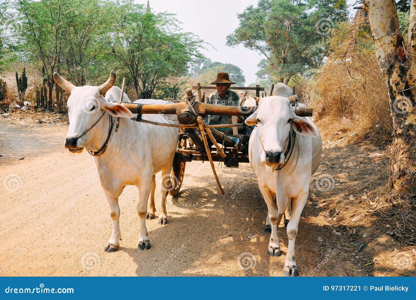 A Farmer in His Buggy in Bagan. Editorial Photo - Image of crops, lake ...