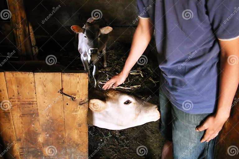 Farmer with his calfs stock image. Image of calf, animals - 1089287