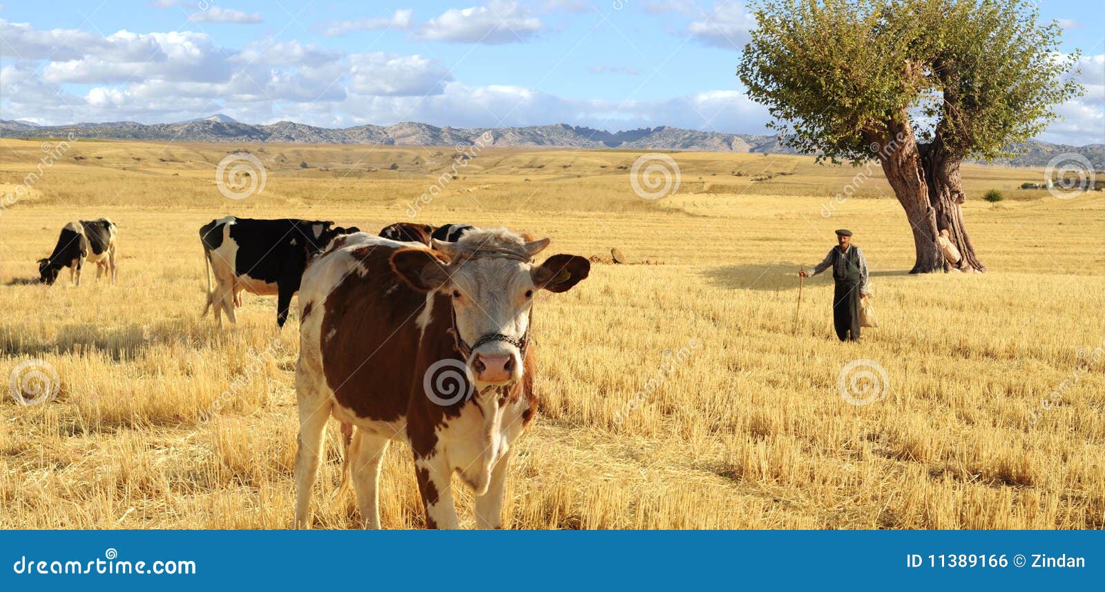 A farmer with his cows stock photo. Image of clouds, livestock - 11389166