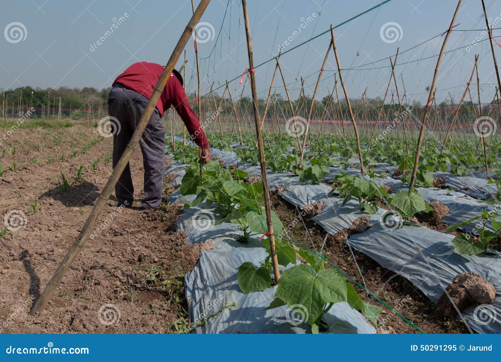 Farmer in His Farm Cucumber Editorial Image - Image of green, grain ...