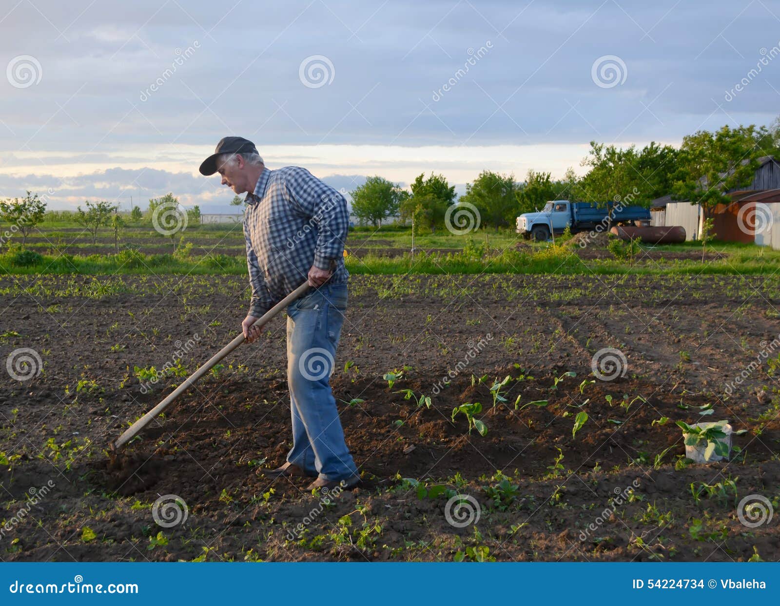 Farmer Hoeing Vegetable Garden Stock Photo - Image of country, farmland ...