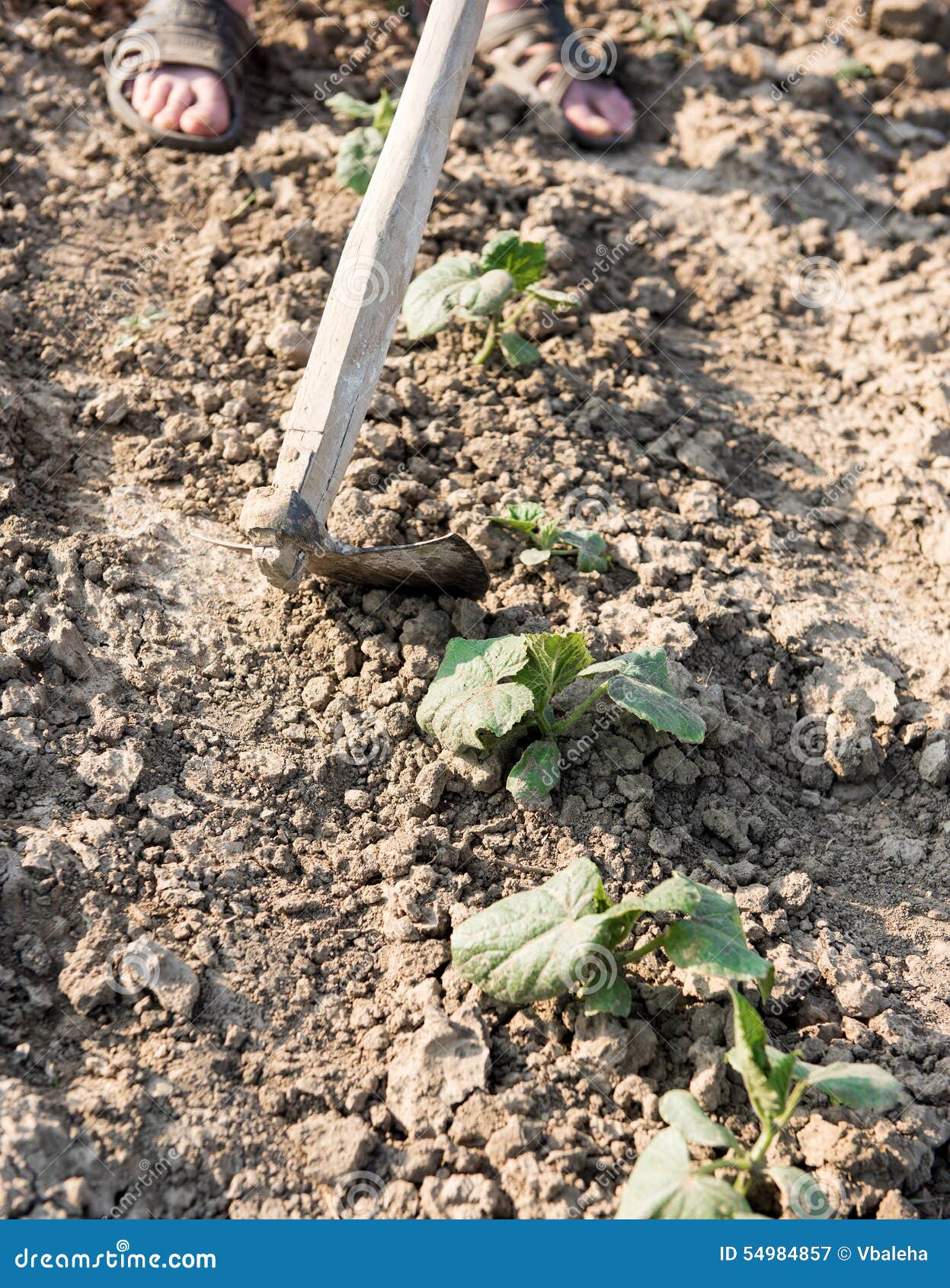 Farmer Hoeing Vegetable Garden Stock Image - Image of soil, agriculture ...