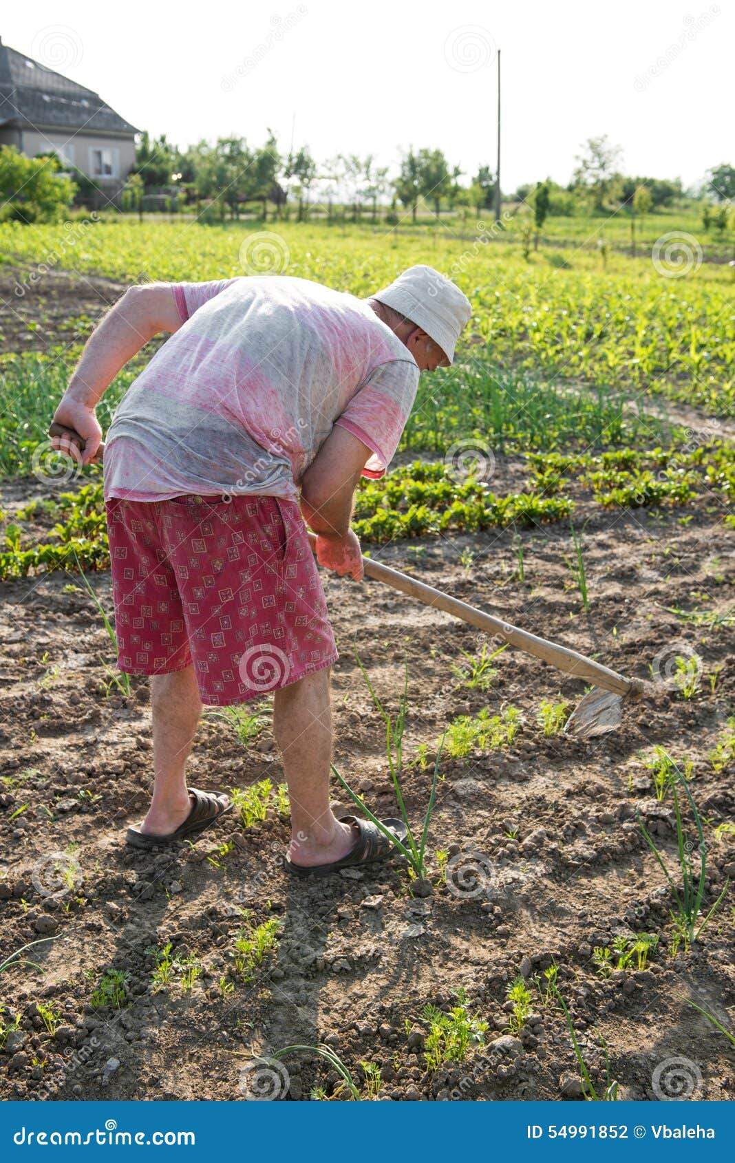 Farmer Hoeing Vegetable Garden Stock Photo - Image of field, tool: 54991852