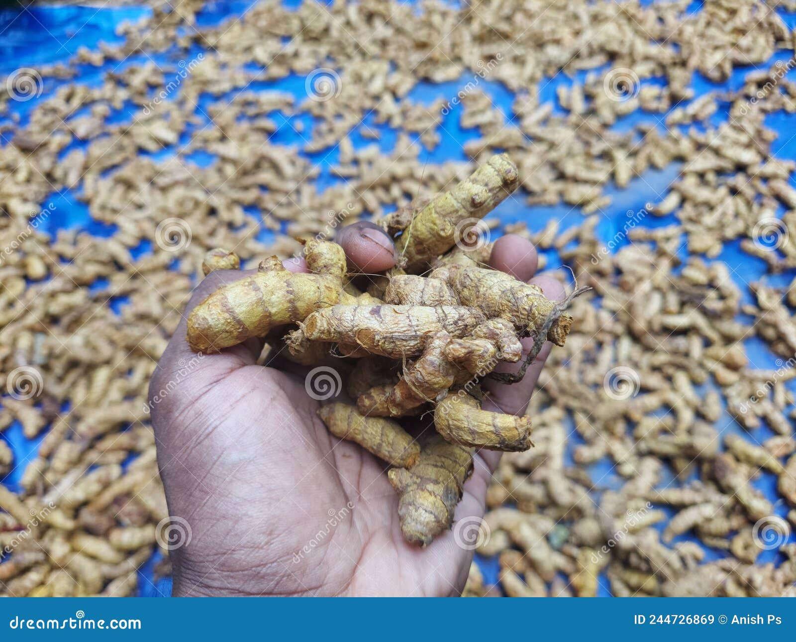 A Farmer Holding Boiled Turmeric in Hand and Spread on a Plastic Sheet ...