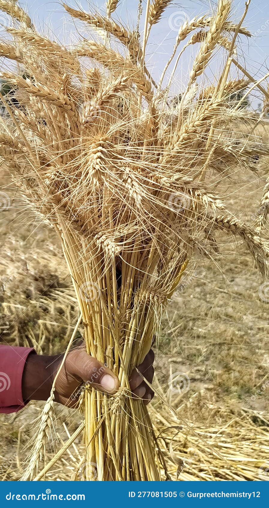 Bundle of wheat stock image. Image of farmer, field - 277081505