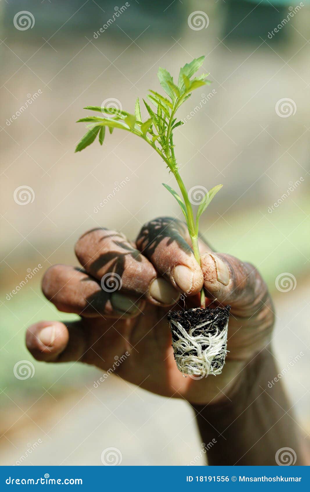 180 Chrysanthemum Roots Stock Photos - Free & Royalty-Free Stock Photos ...