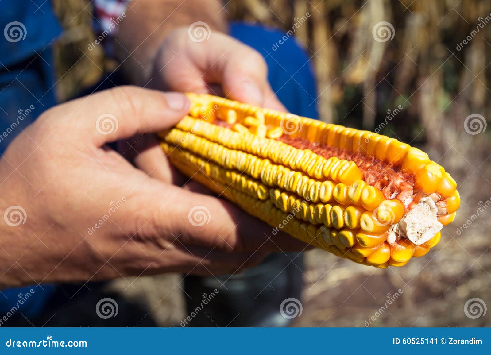 Farmer Holding Corn Cob in Hand in Corn Field Stock Image - Image of ...