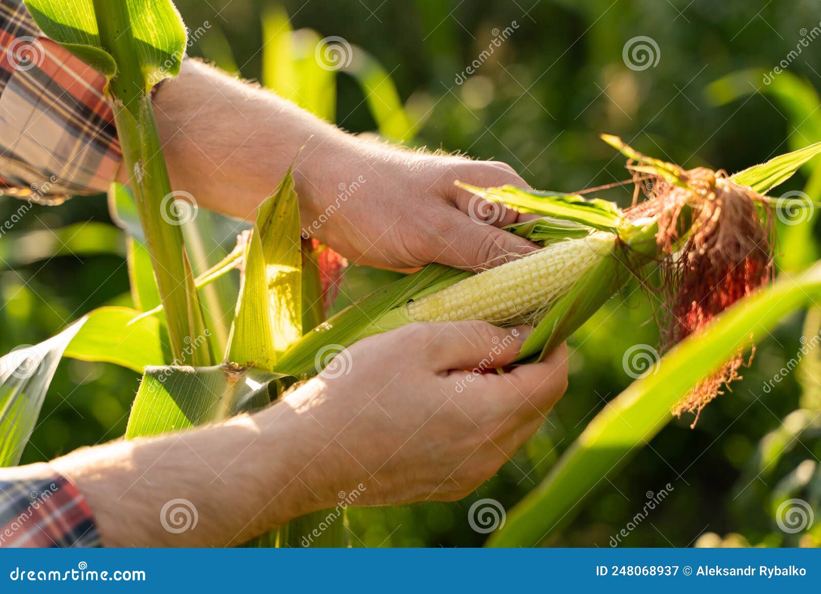 Farmer Holding Corn Cob in Hand in Corn Field. Stock Image - Image of ...