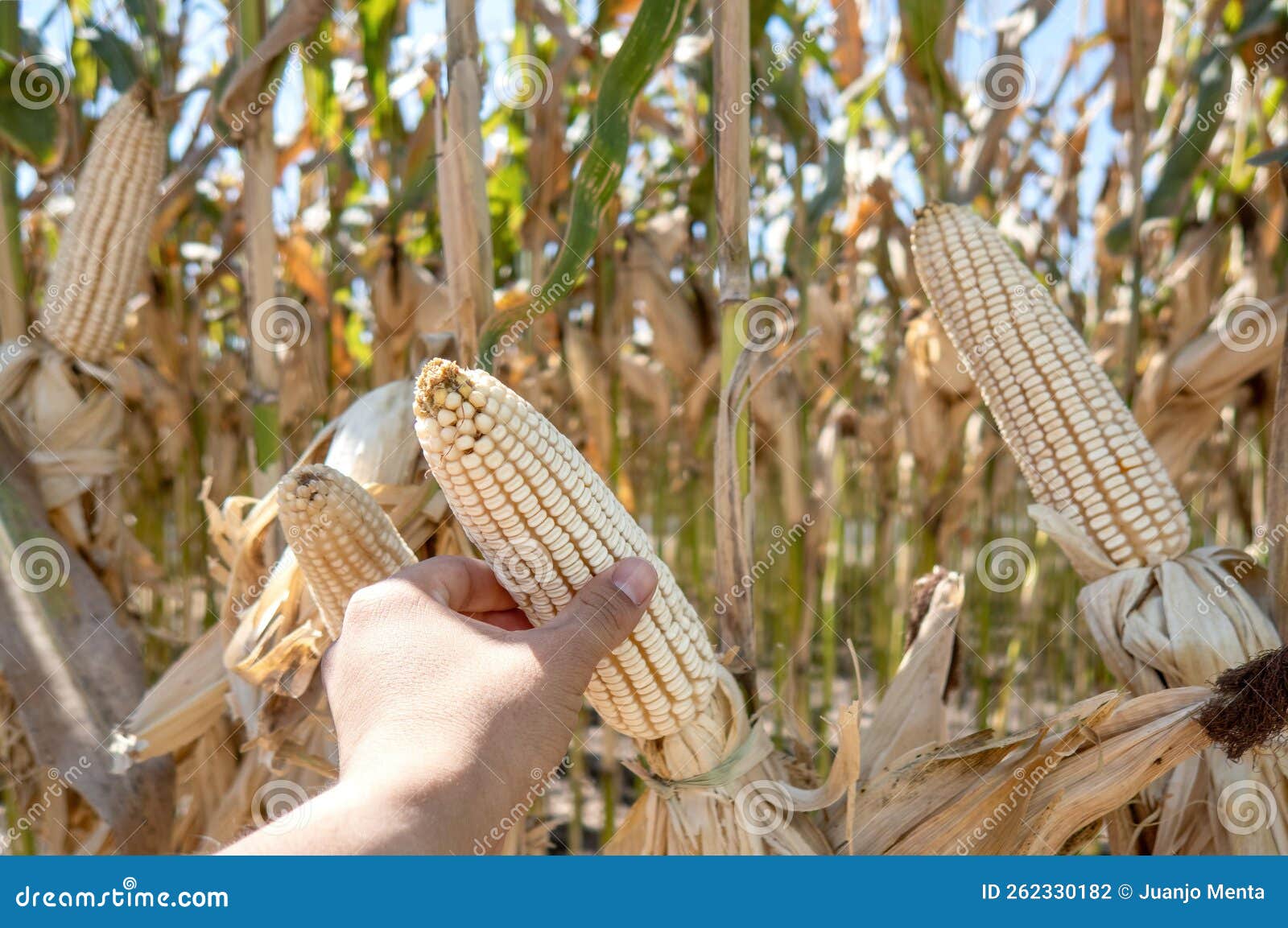 Farmer Holding Corn Cobs in Hand in Corn Field Stock Photo - Image of ...