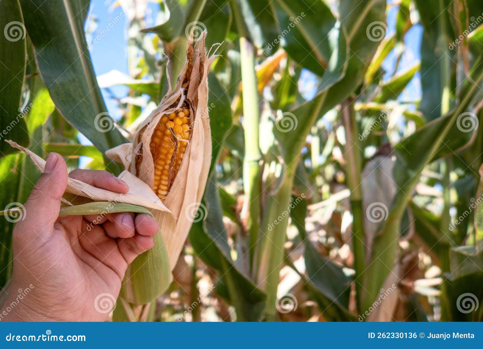 Farmer Holding Corn Cobs in Hand in Corn Field Stock Photo - Image of ...
