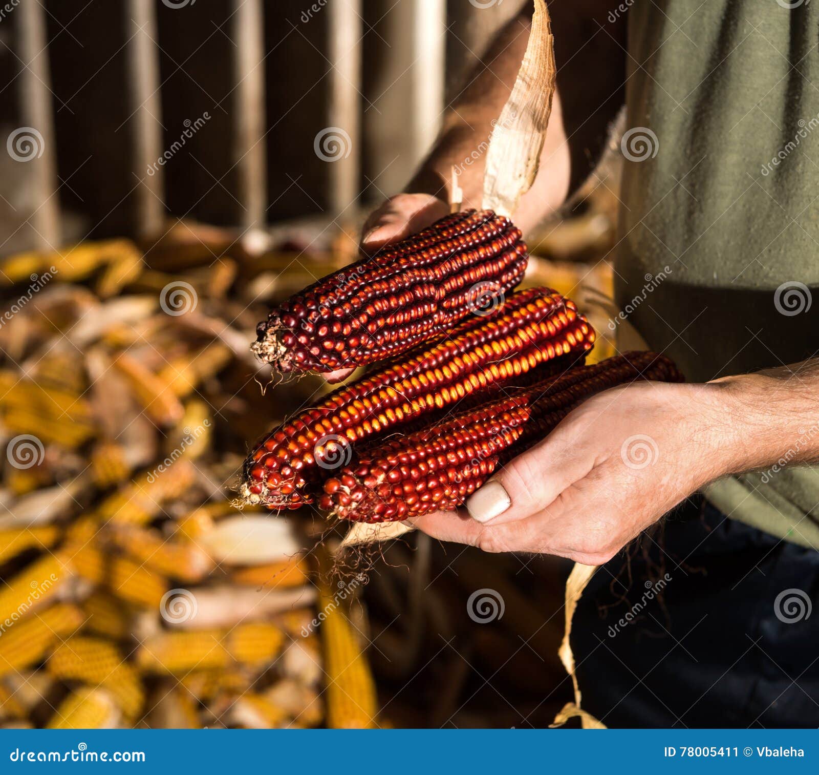 Farmer holding corn cobs stock image. Image of field - 78005411